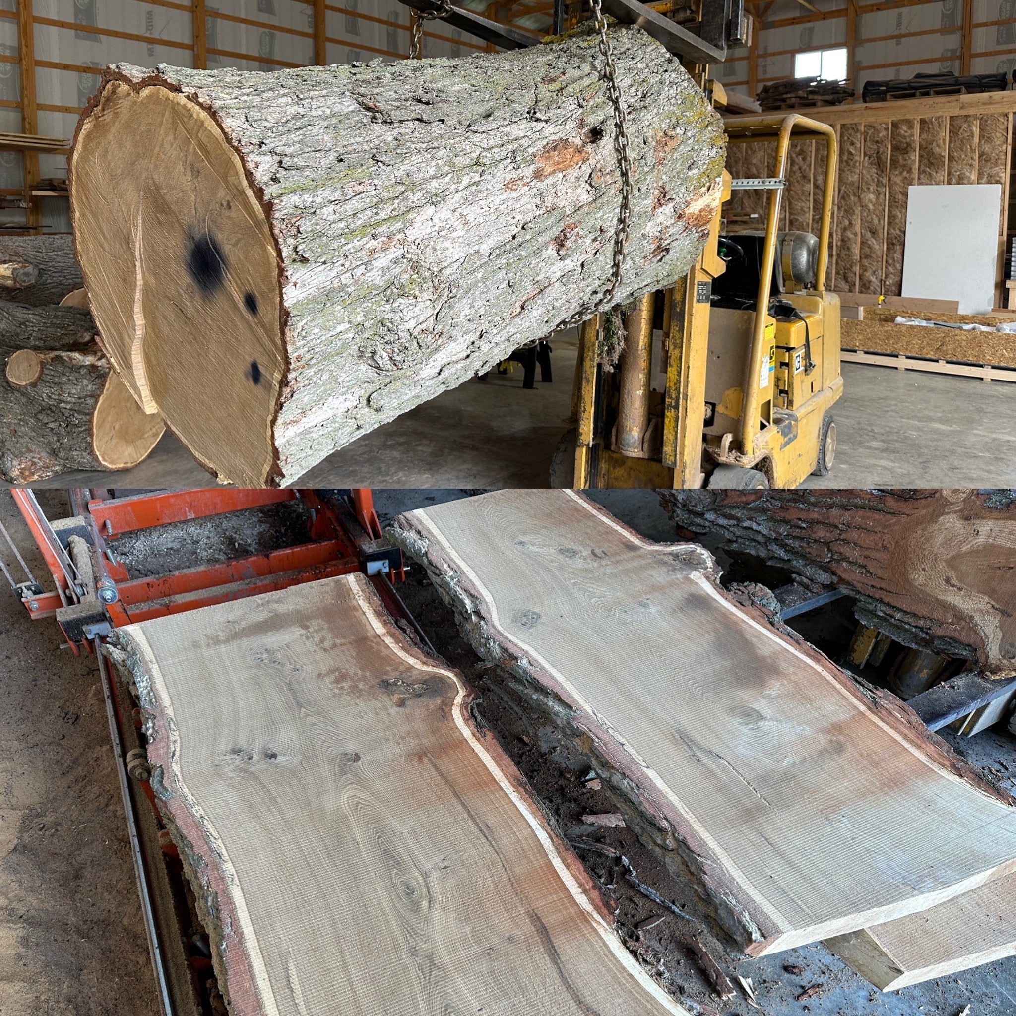 Salvaging a Massive White Oak tree | Hazel Oak Farms
