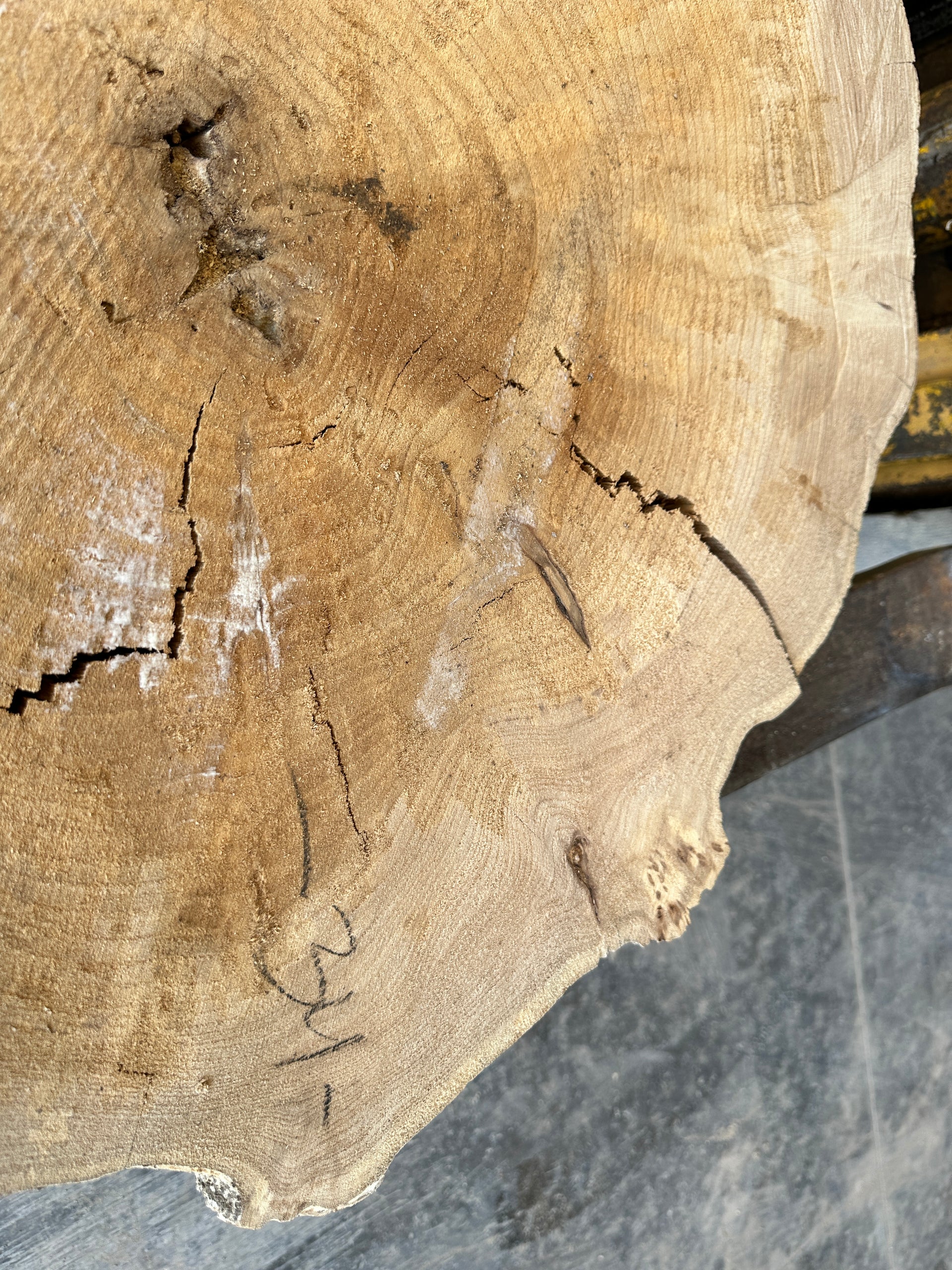 Elm cookie live-edge slab #1228 | Hazel Oak Farms